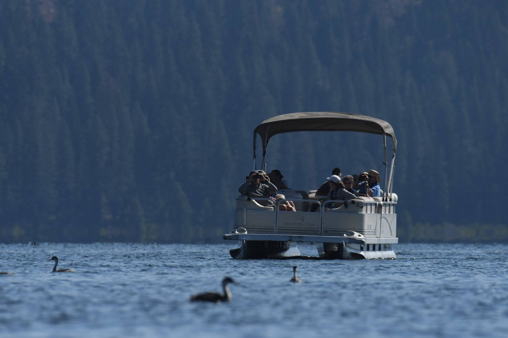 Grebe Festival Pontoon Boat Tours - The Almanor Foundation
